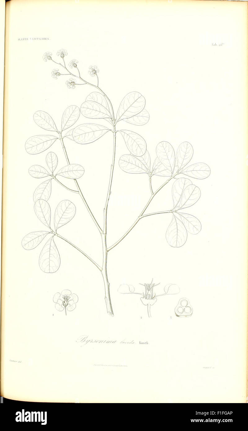 A botanical work documenting the plants of Cuba, with detailed ...