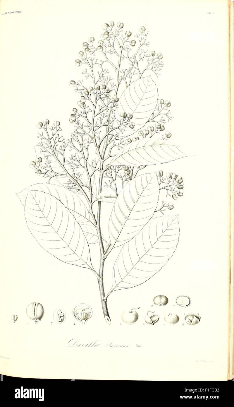 This work features botanical illustrations of Cuba’s native plants ...