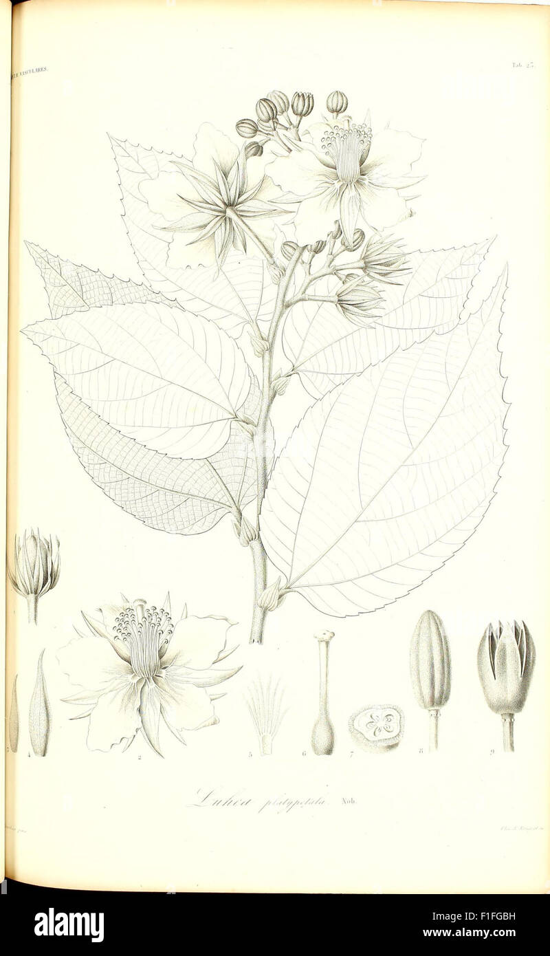 *Icones Plantarum in Flora Cubana Descriptarum* provides a detailed ...