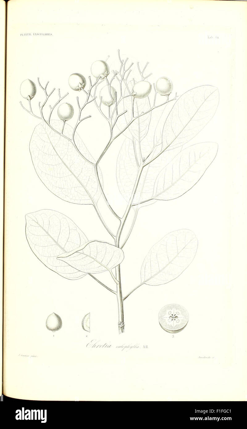 This work presents a collection of plant species from Cuba, detailing ...