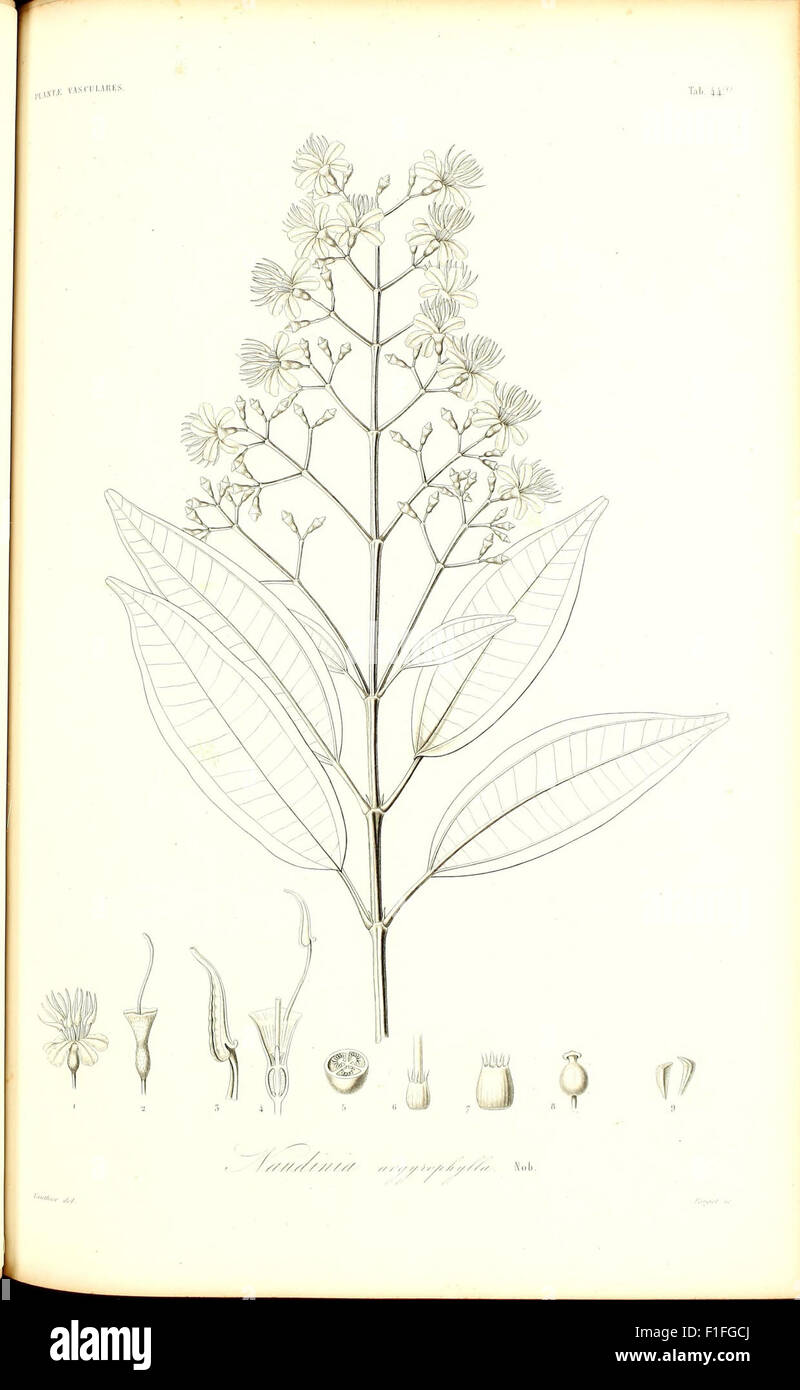 *Icones Plantarum in Flora Cubana* is a botanical work documenting the ...