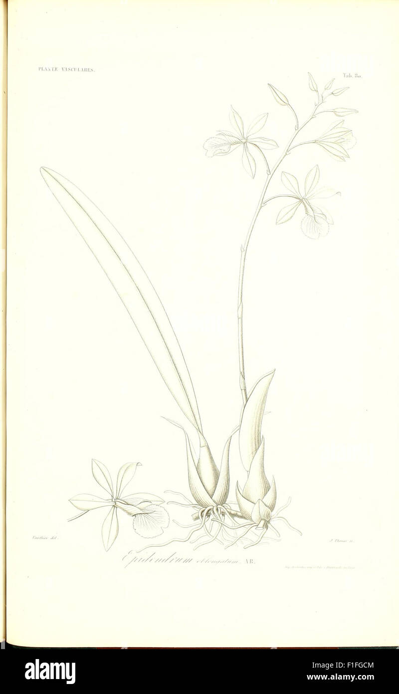 This work presents illustrations of plants found in the flora of Cuba ...