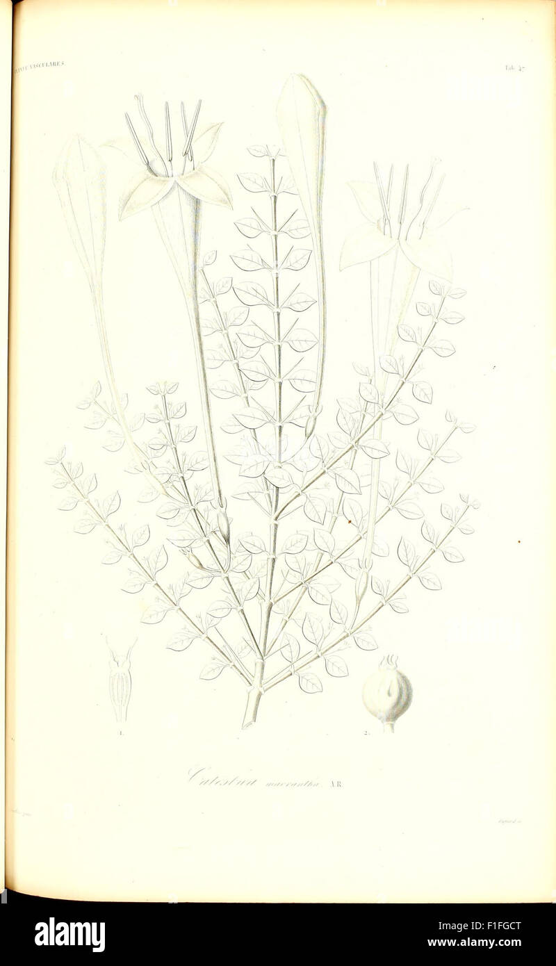 This work illustrates the plant species of Cuba, featuring detailed ...