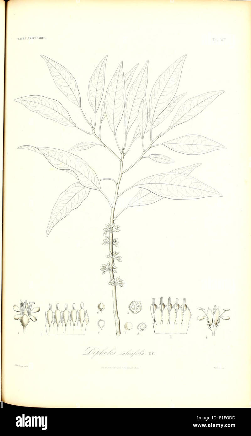 'Icones Plantarum in Flora Cubana Descriptarum' is a botanical work ...