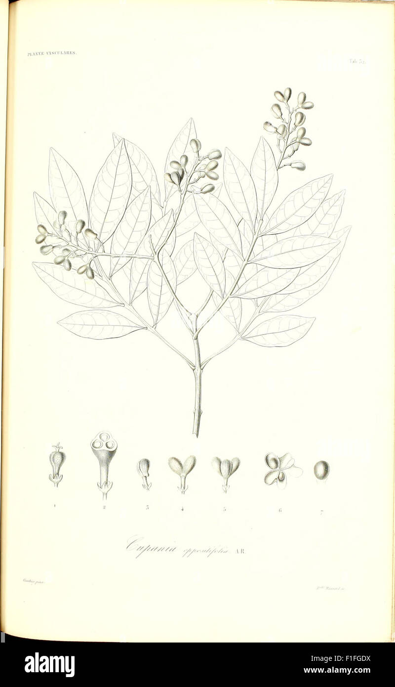 This work documents the flora of Cuba, offering detailed illustrations ...