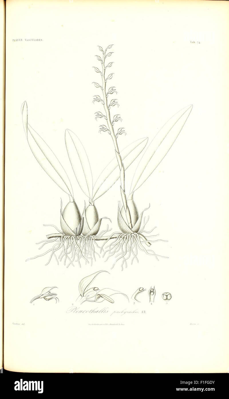 This botanical work describes the flora of Cuba, featuring detailed ...