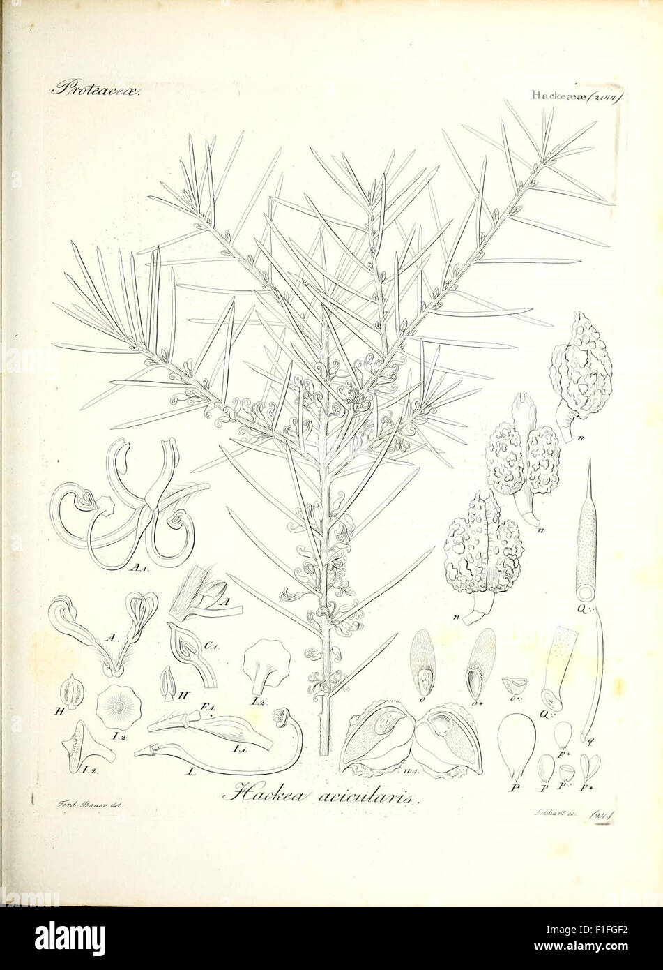 This botanical work includes detailed illustrations of plant genera ...
