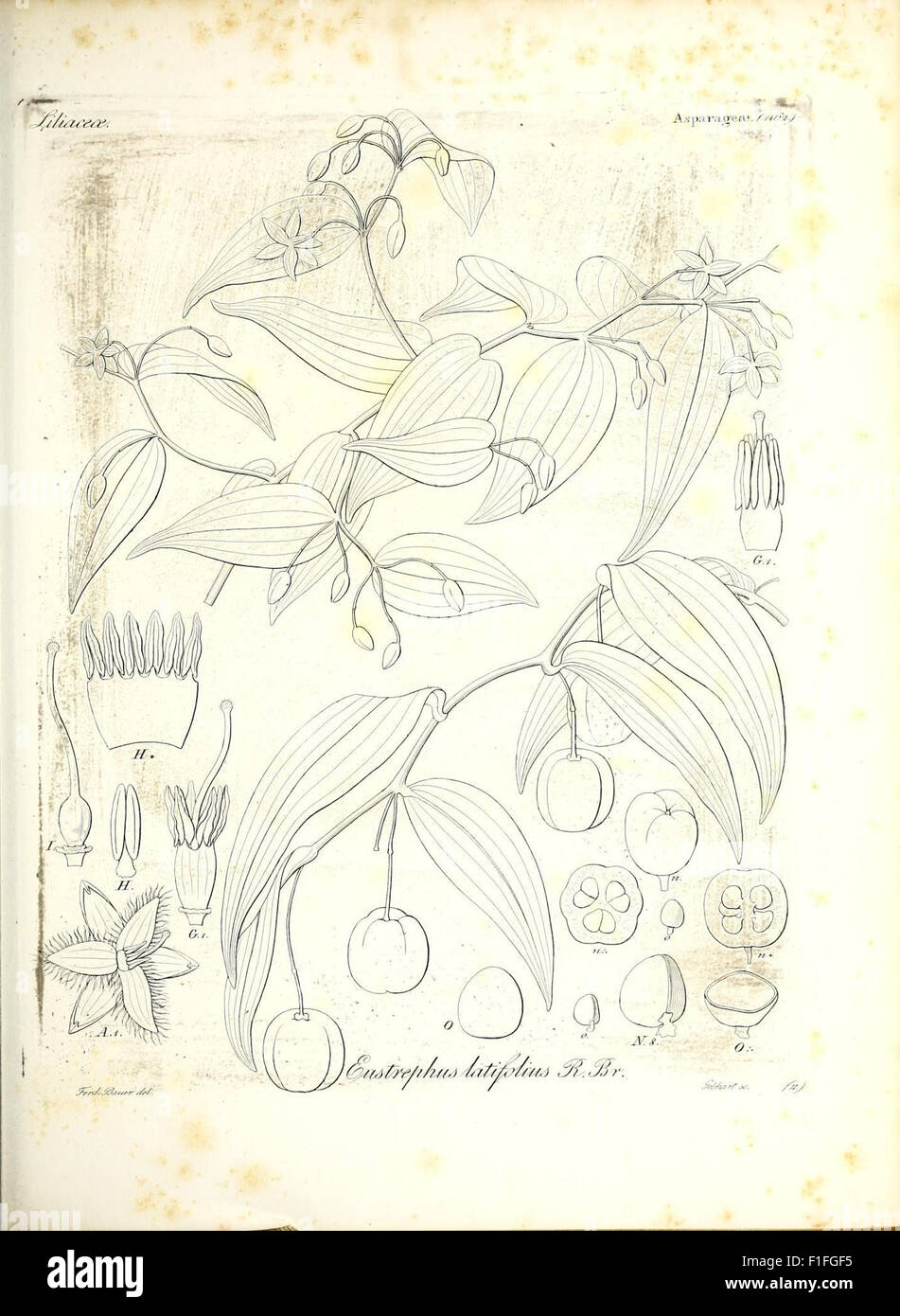A botanical work that provides detailed illustrations and descriptions ...
