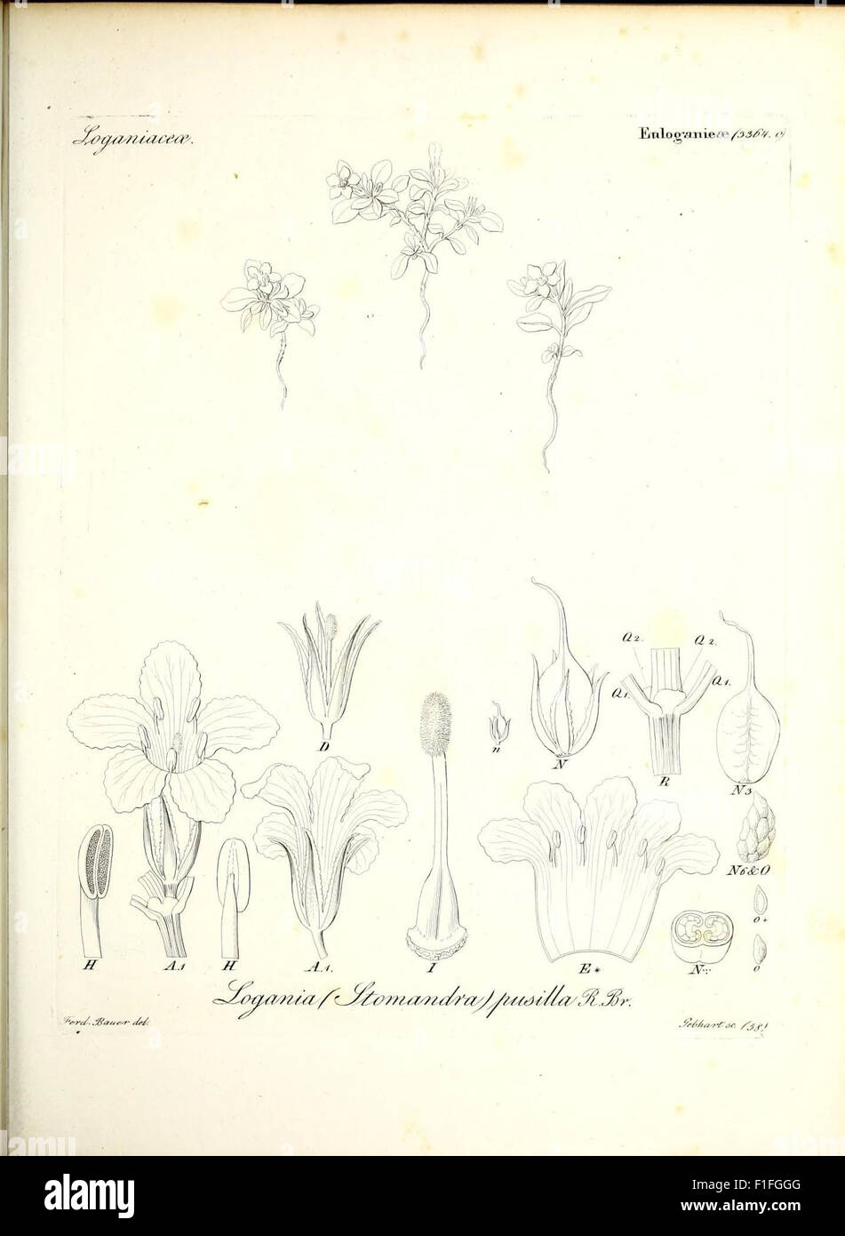 This botanical reference work presents pictorial representations of ...
