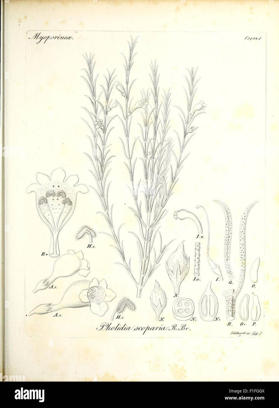 This botanical work features detailed illustrations of plant genera ...