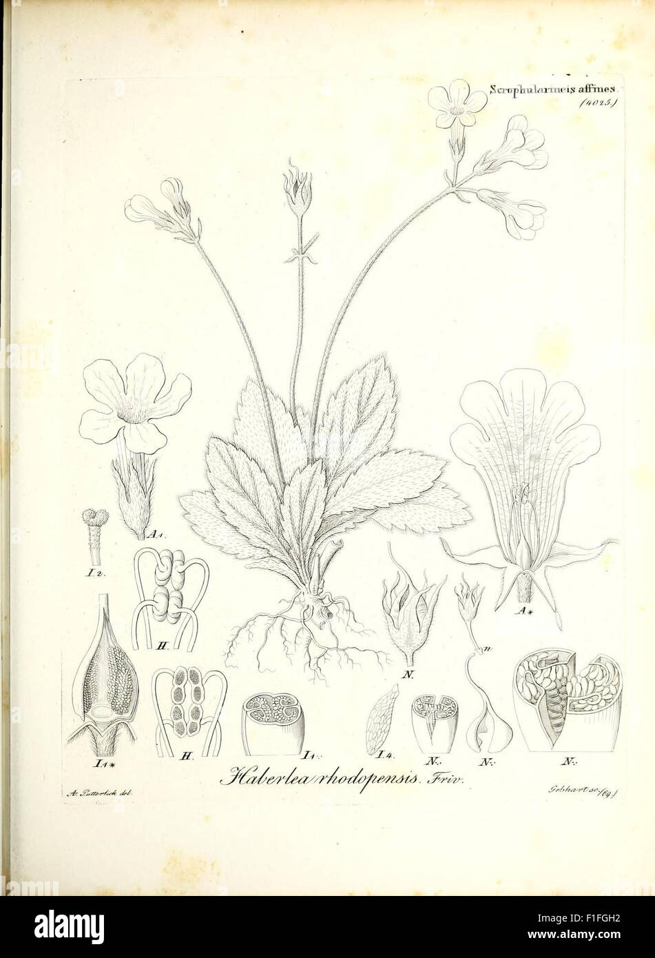 This botanical work, featuring illustrations from the Field Museum ...
