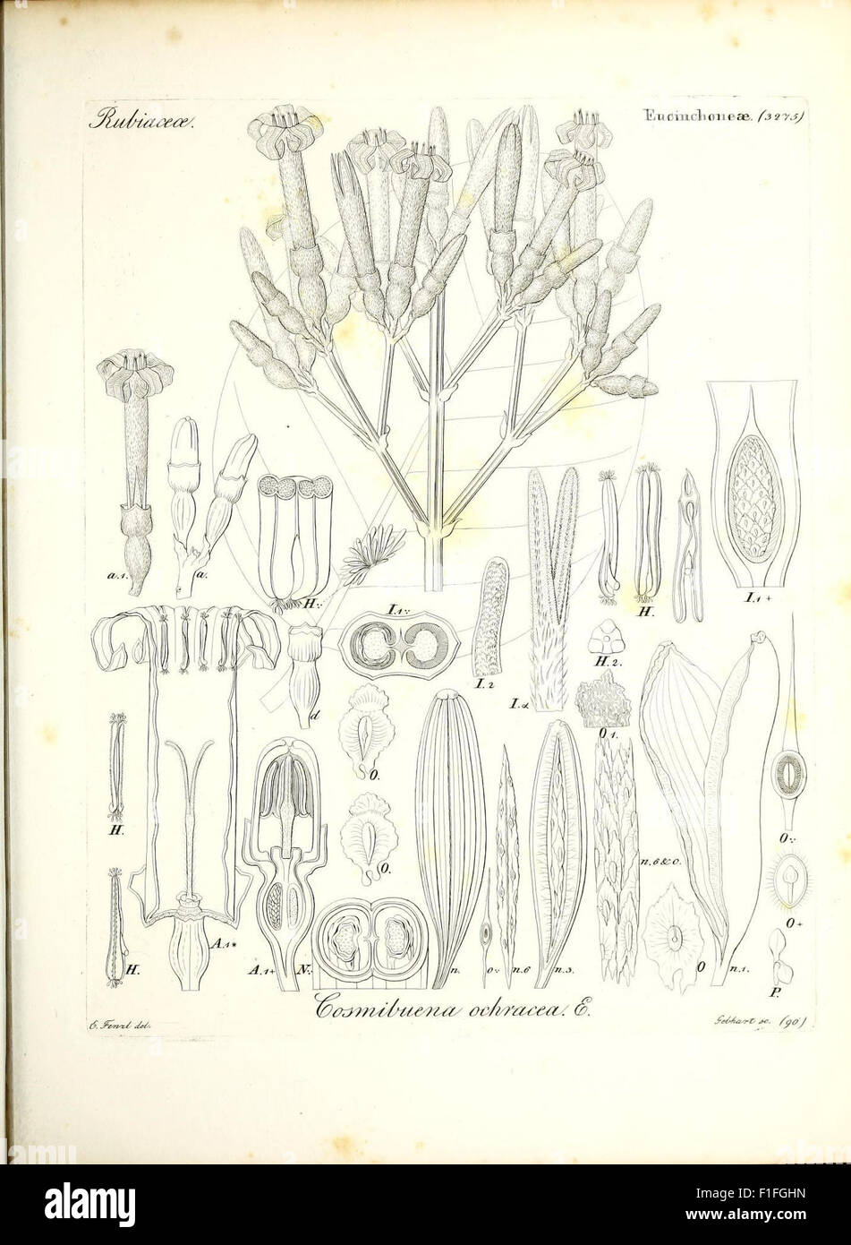 This work features detailed illustrations of plant genera, showcasing ...