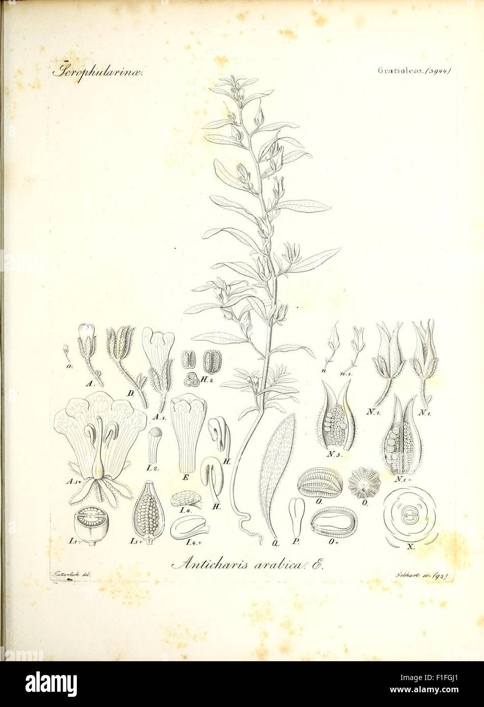 This botanical work features illustrations and descriptions of various ...