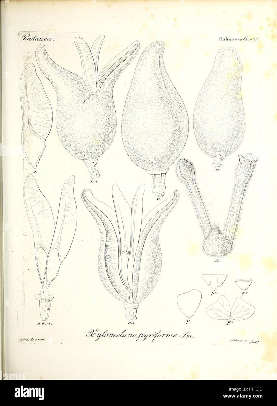 This botanical work features detailed illustrations of various plant ...