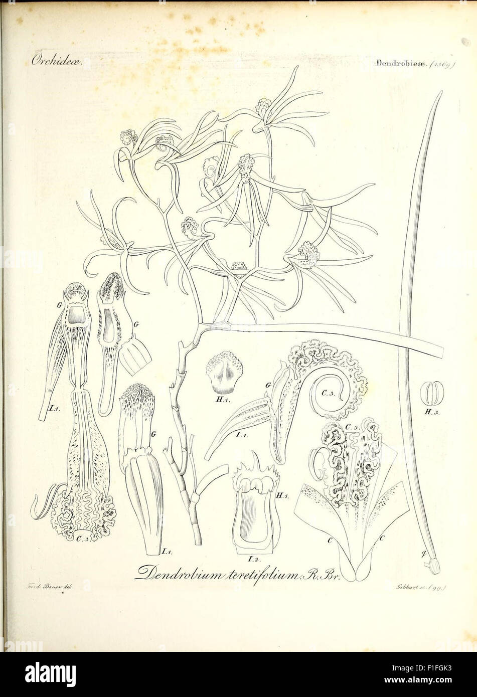 This work presents detailed illustrations of plant genera, showcasing a ...