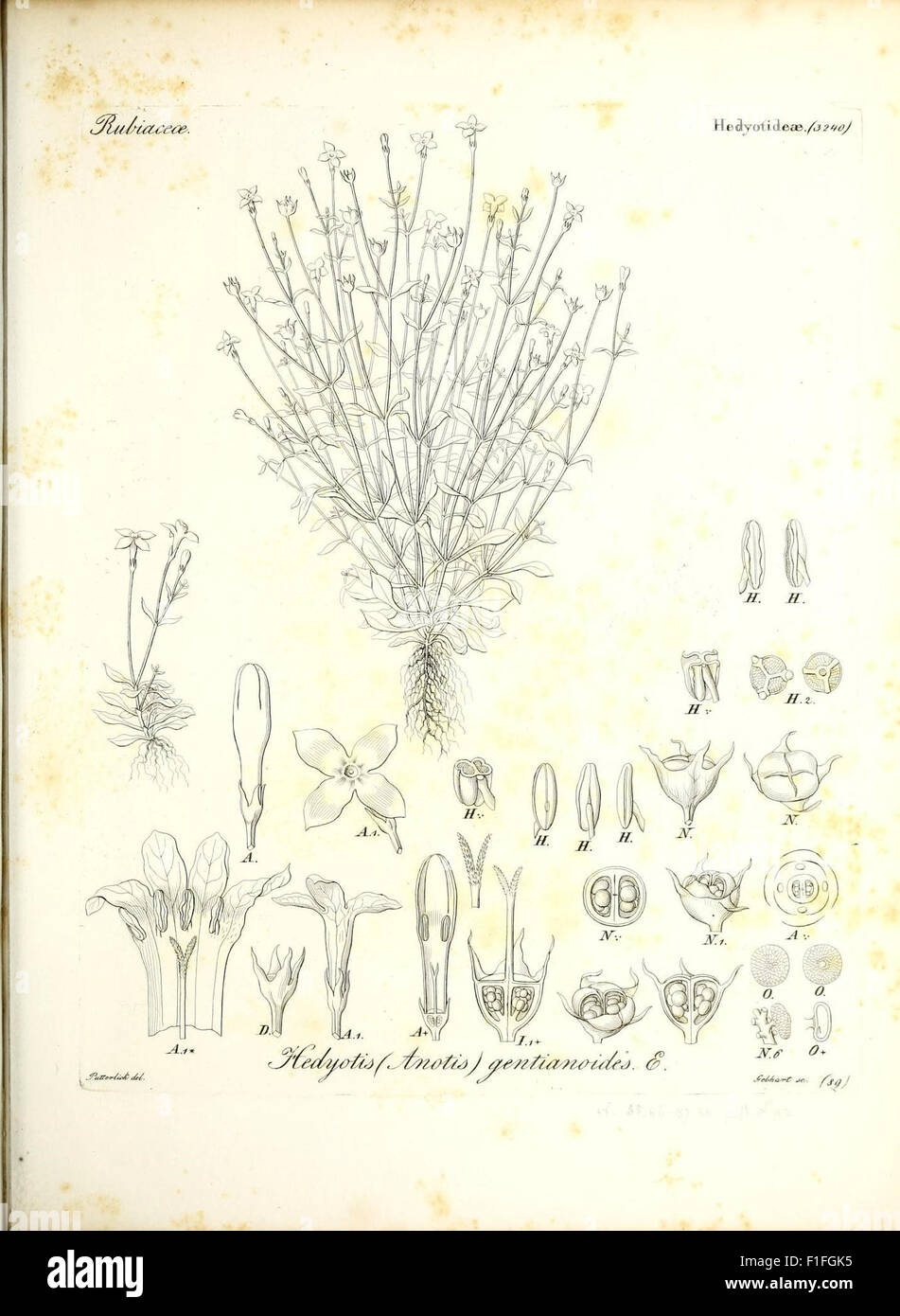 This botanical work illustrates and classifies various plant genera. It ...