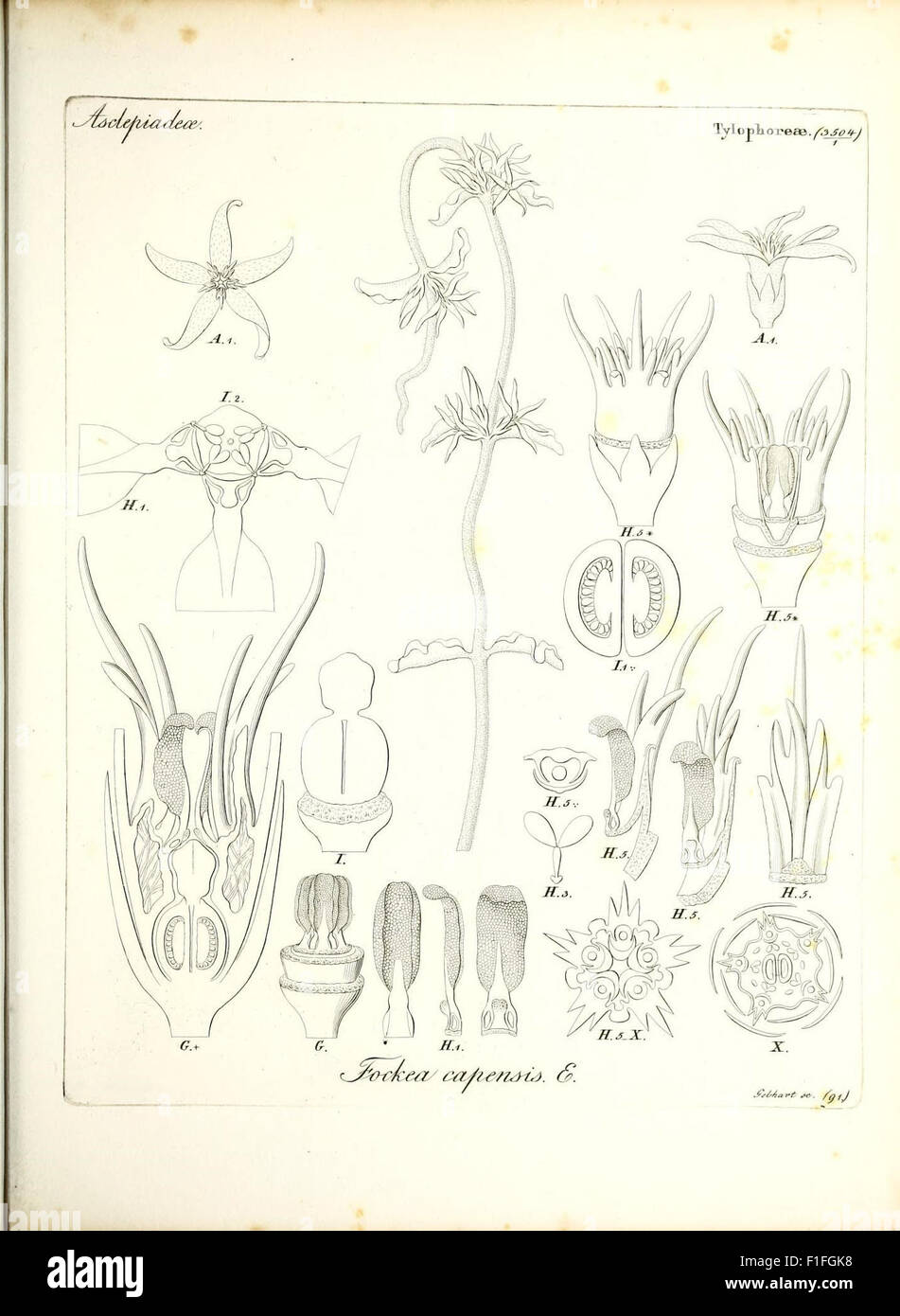 This botanical work showcases the genera of plants with illustrations ...