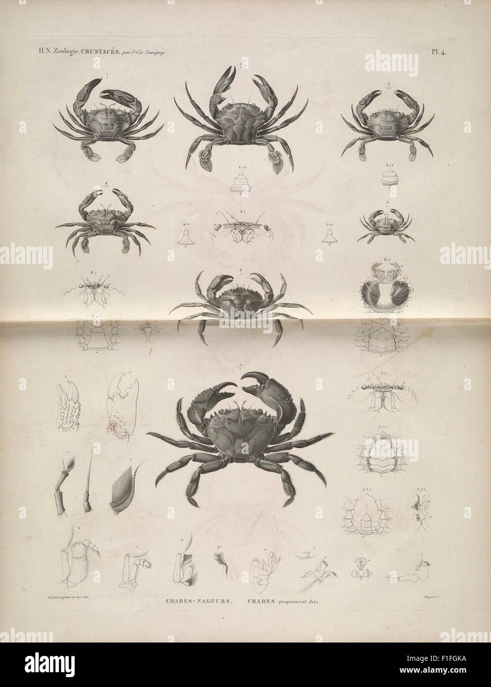 'Iconographie des Crustacés et des Arachnides de l'Égypte' features ...