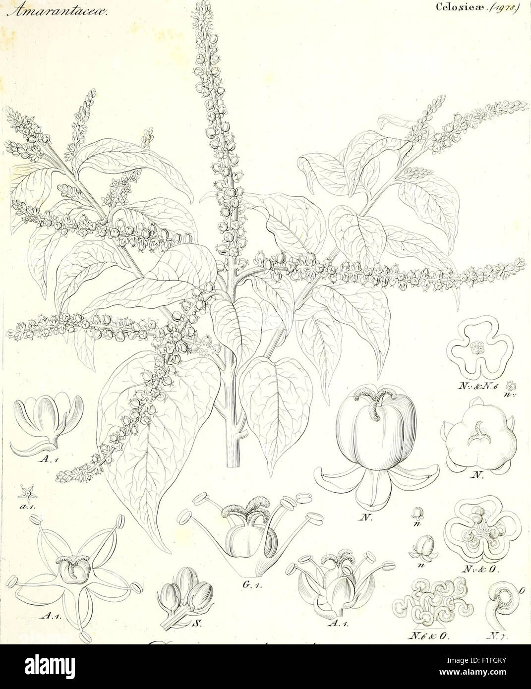 An 1838 botanical reference book featuring detailed illustrations of ...