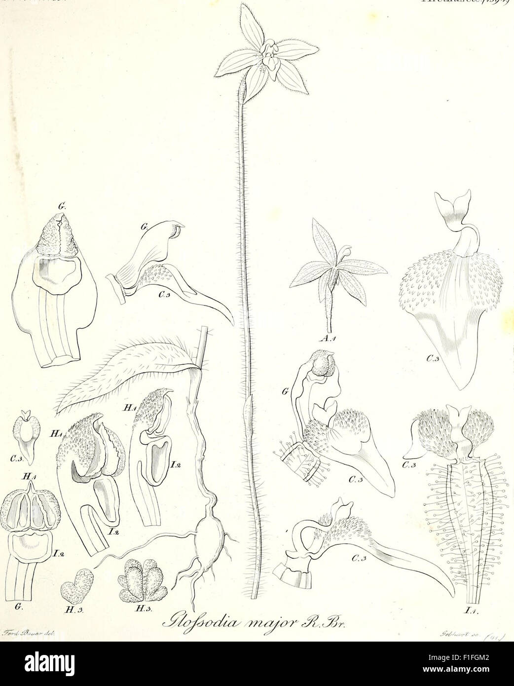 This 1838 botanical work presents detailed illustrations of various ...