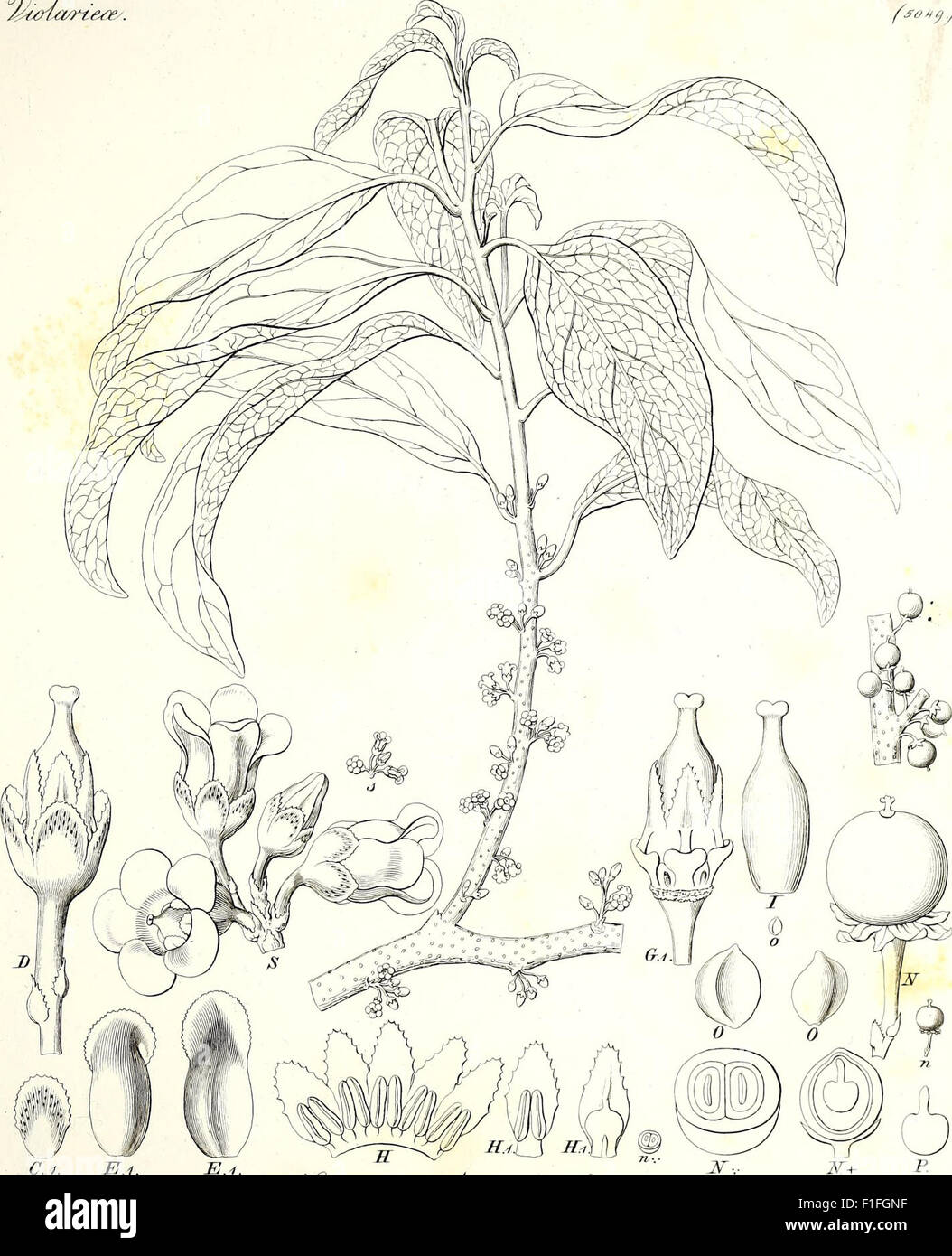 This botanical work from 1838 focuses on the identification and ...