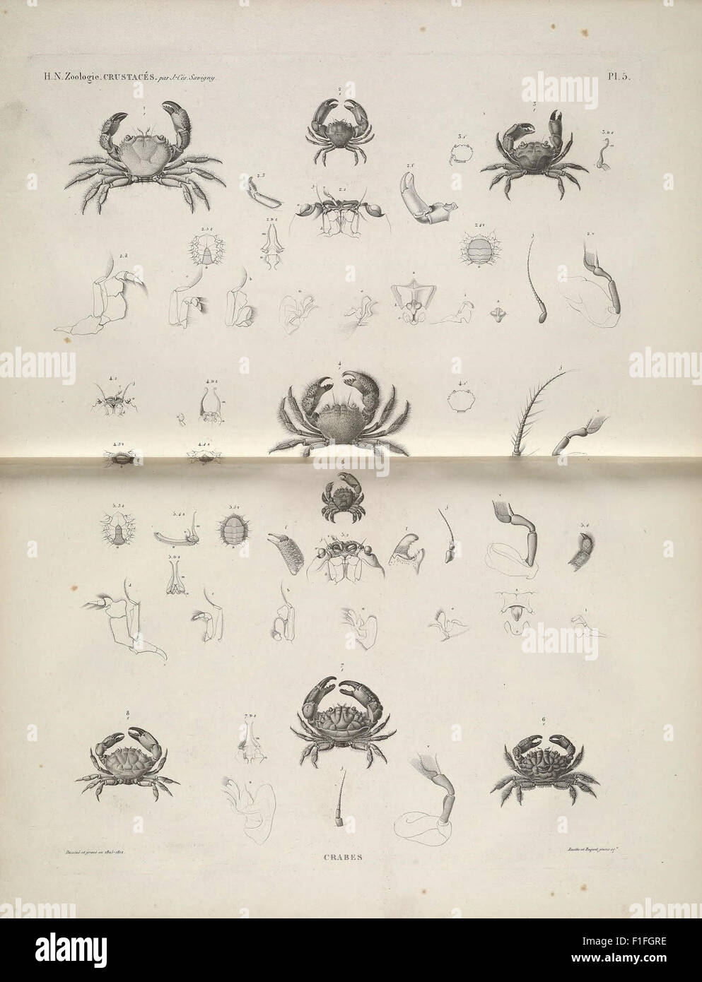 (Iconographie des crustacés et des arachnides de l'Égypte Stock Photo ...