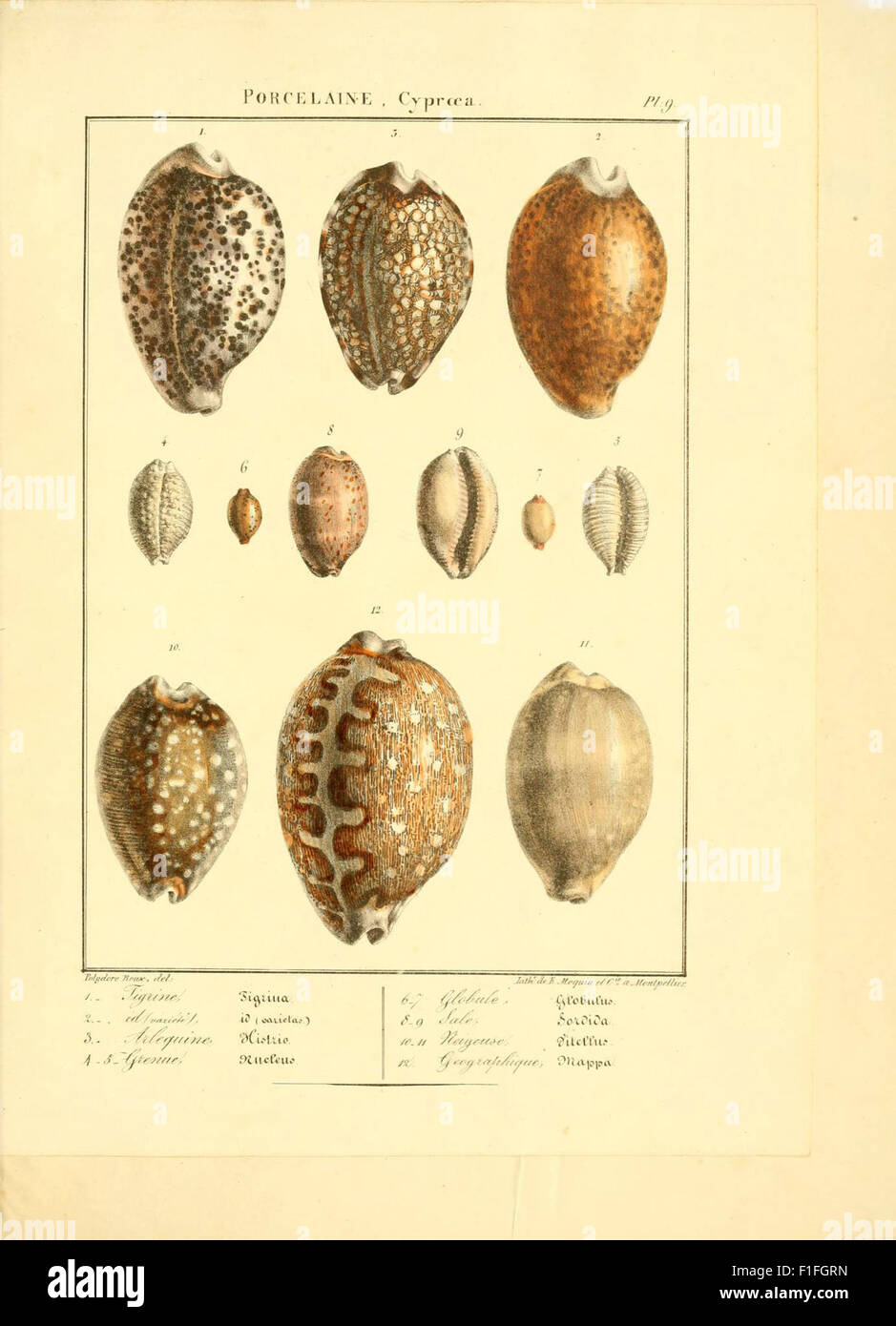 An iconographic work documenting mollusk shells, with lithographed and ...