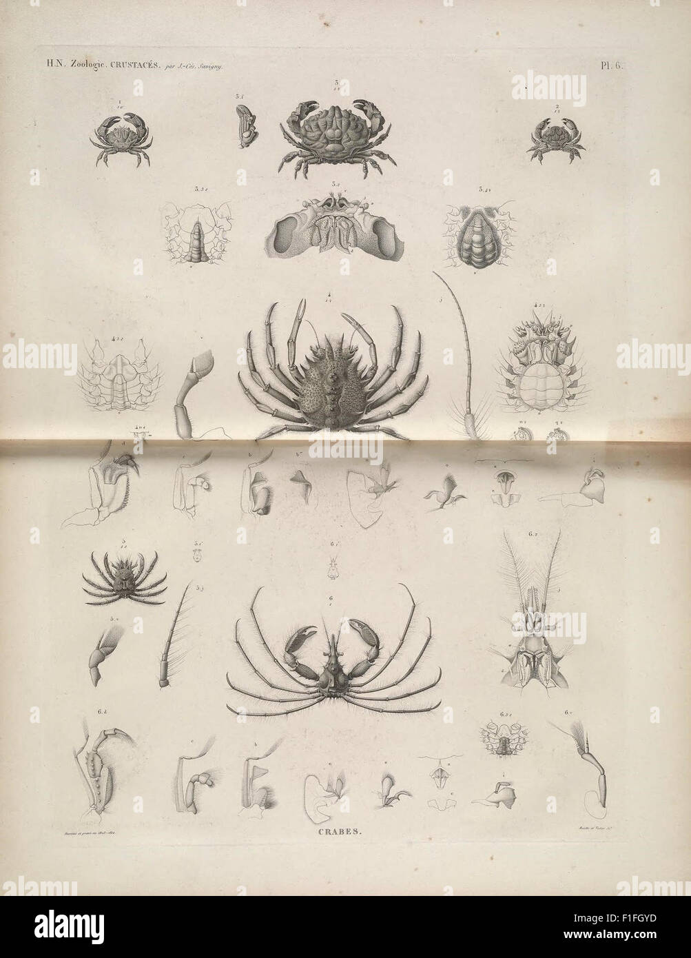 'Iconographie des Crustacés et des Arachnides de l'Égypte' provides ...