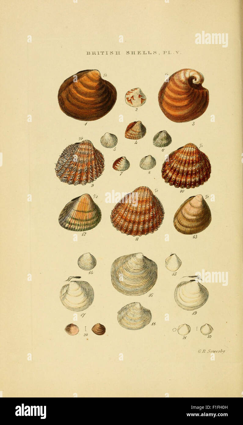 Shell List Index at Esther Parr blog
