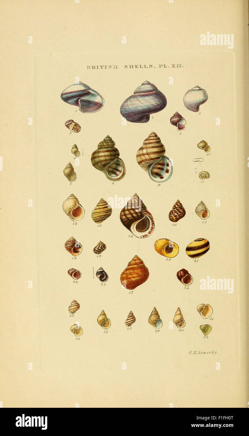 Illustrated index of British shells (PL. XII Stock Photo - Alamy