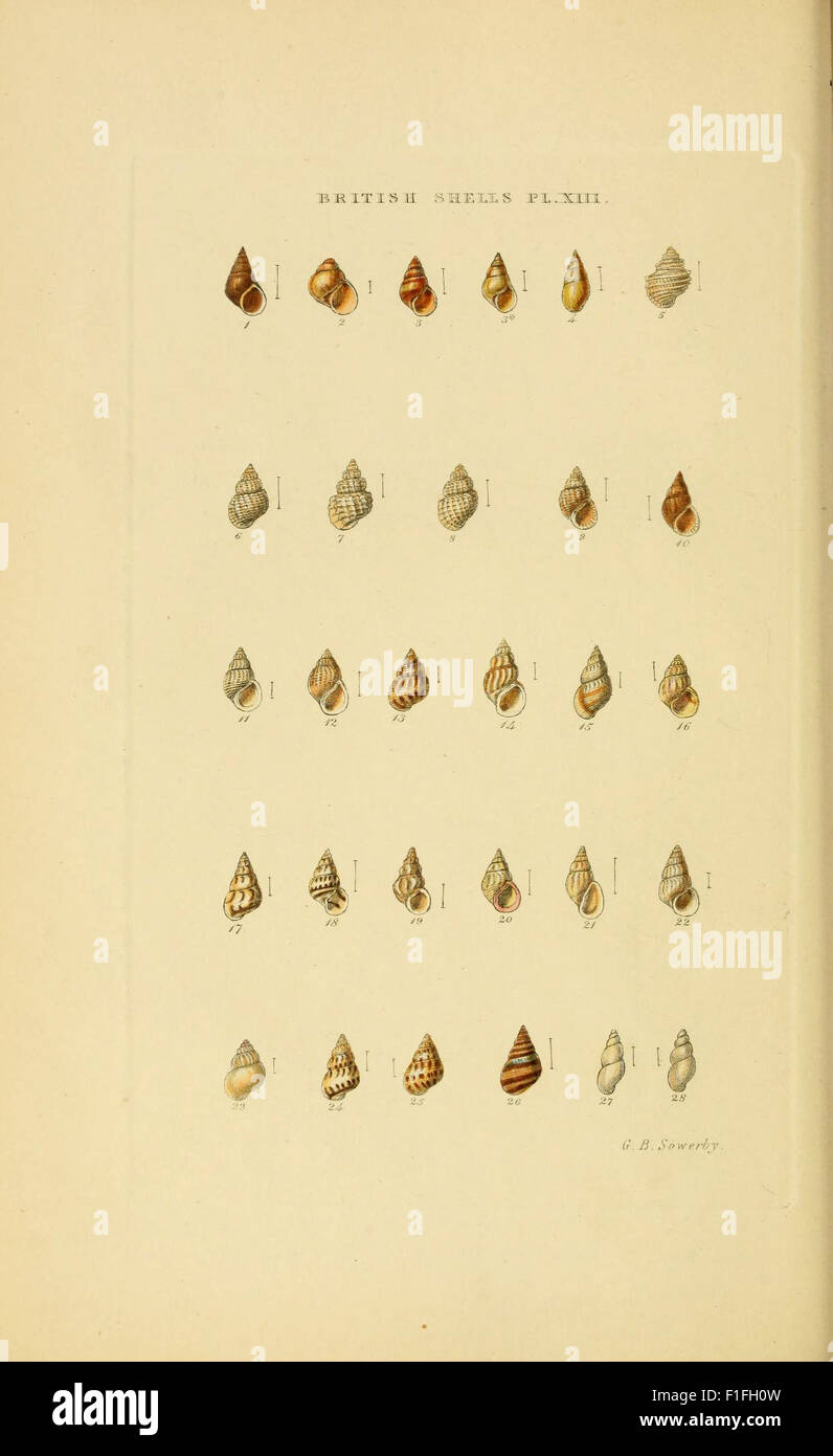 *Illustrated Index of British Shells* provides a comprehensive catalog ...