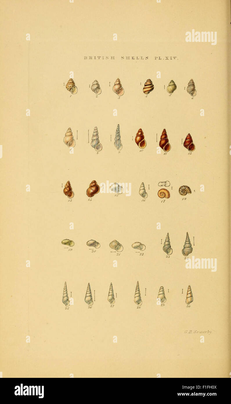 The 'Illustrated Index of British Shells' provides detailed ...