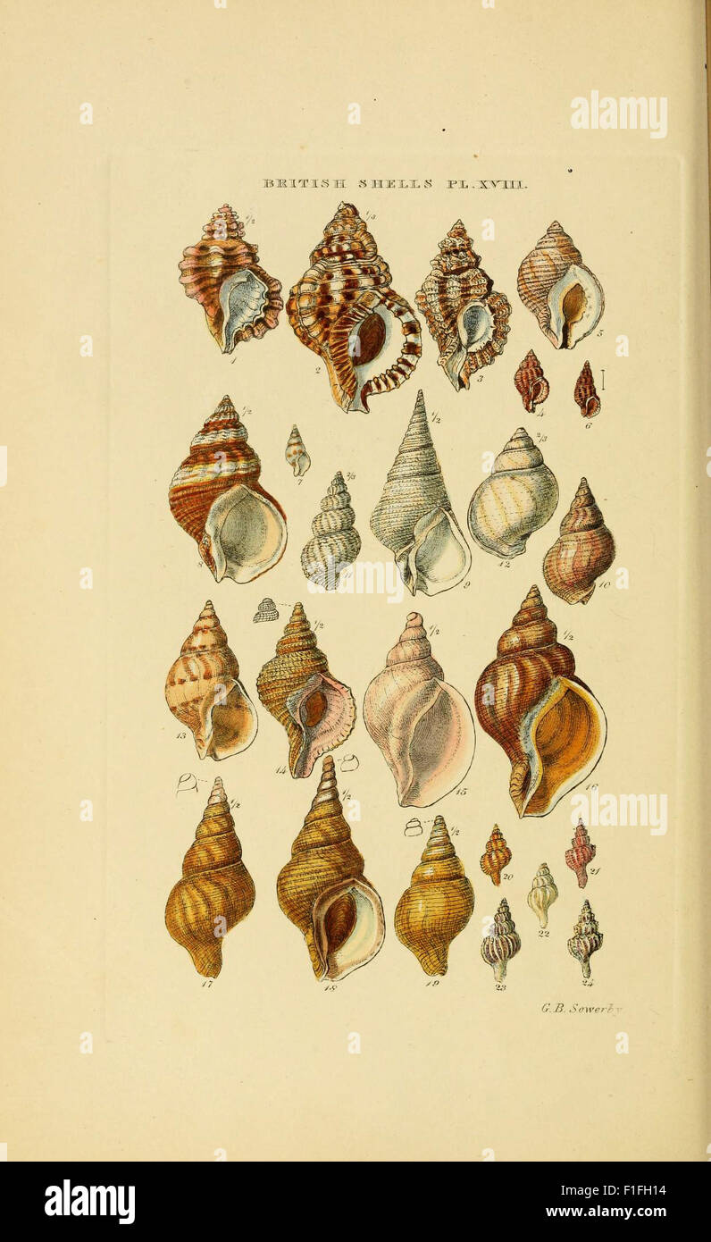 'Illustrated Index of British Shells' provides detailed illustrations ...