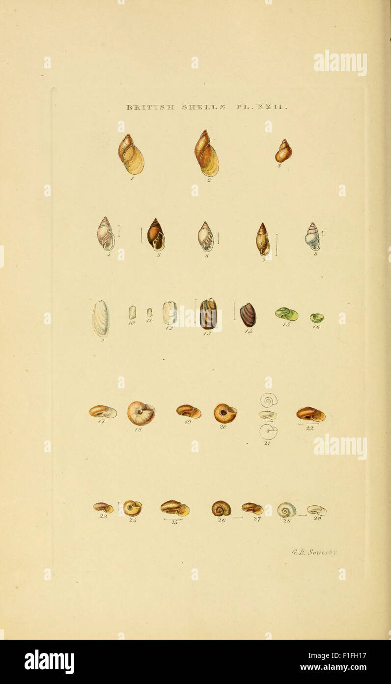 This illustrated index provides detailed depictions of British shells ...