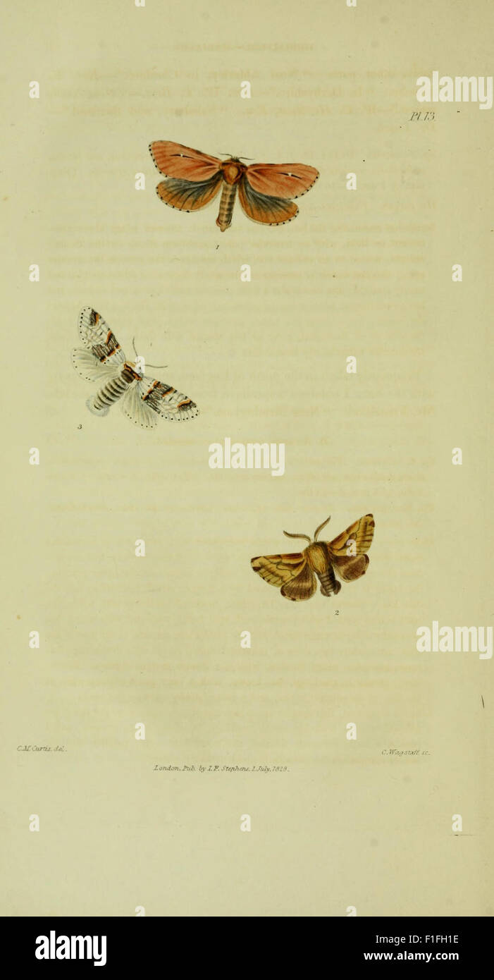 This work presents detailed illustrations of British insects, offering ...