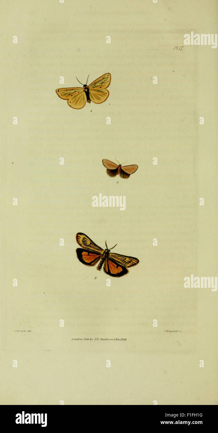 'Illustrations of British Entomology' is a detailed work on the insect ...