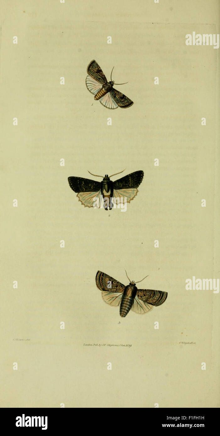 This work presents detailed illustrations of British insects ...