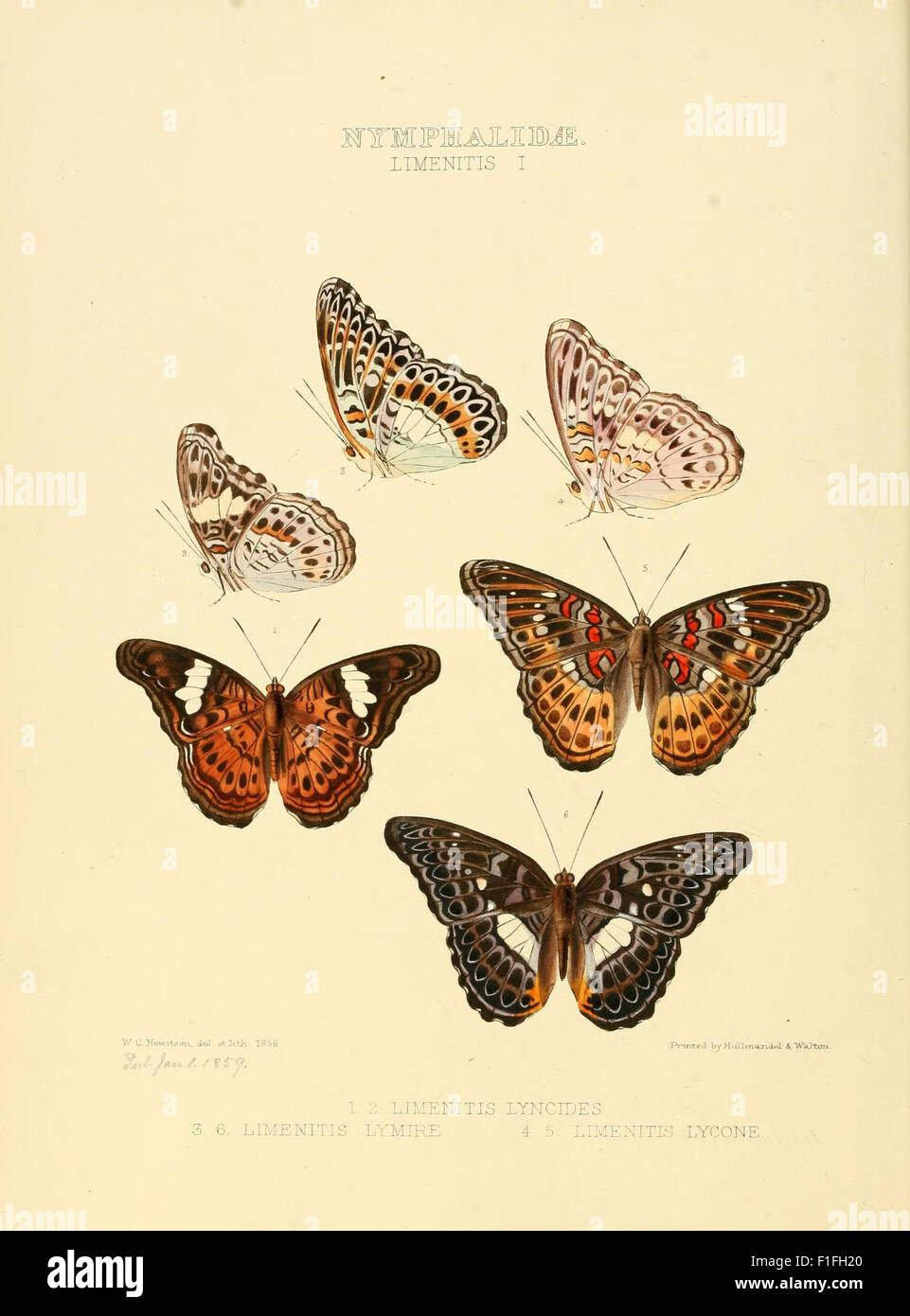An illustration from the historic work detailing new species of exotic ...