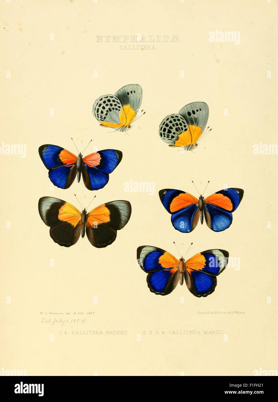 This work presents detailed illustrations of newly discovered exotic ...