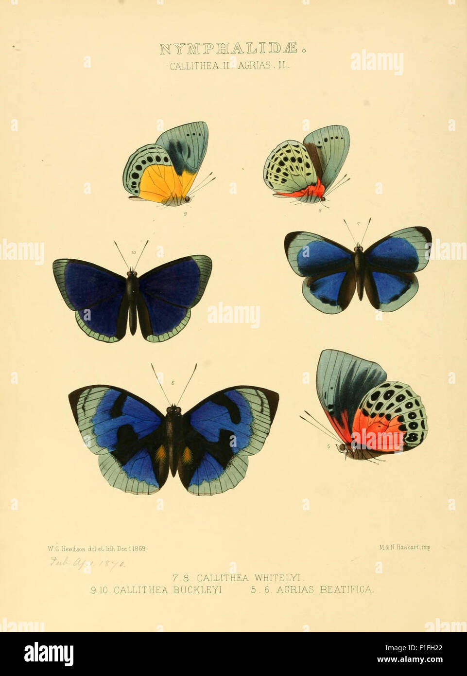 A work illustrating new species of exotic butterflies, exploring the ...