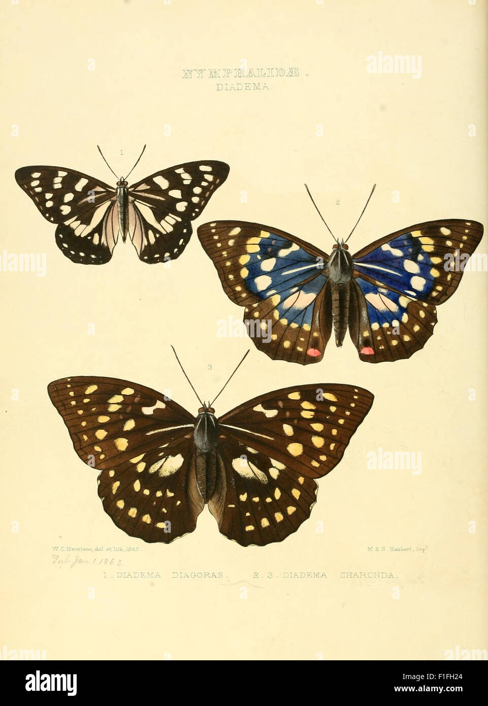 This work presents illustrations of newly identified species of exotic ...