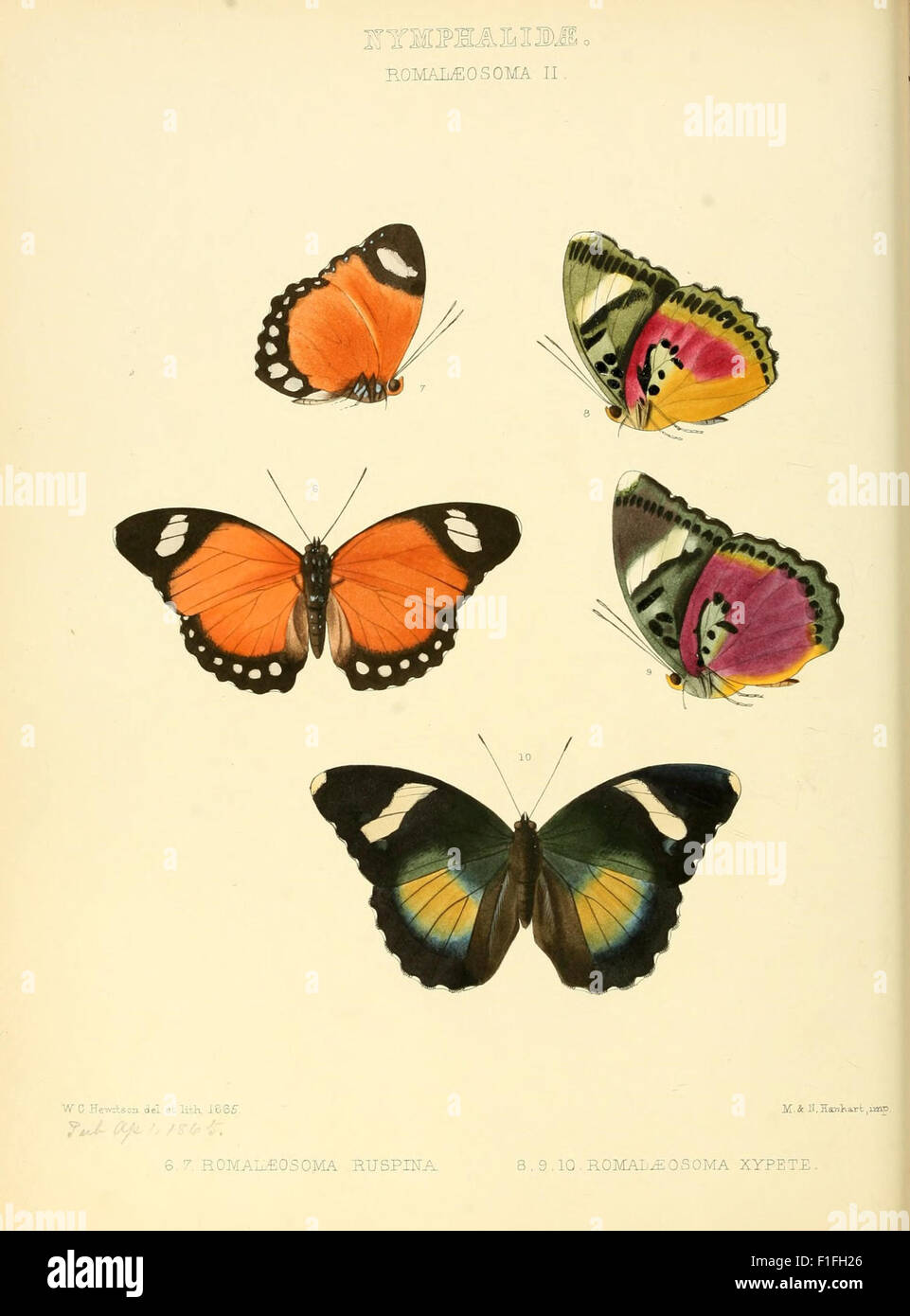 *Illustrations of New Species of Exotic Butterflies* focuses on the ...