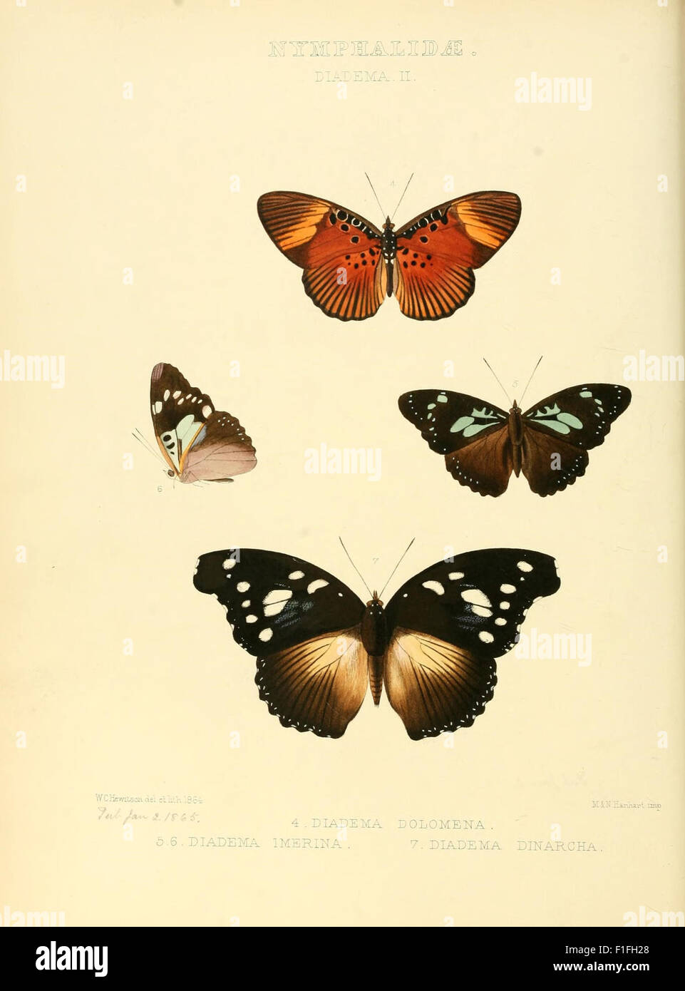 *Illustrations of New Species of Exotic Butterflies* highlights newly ...