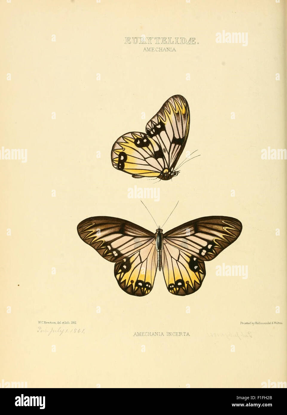 'Illustrations of New Species of Exotic Butterflies' showcases newly ...