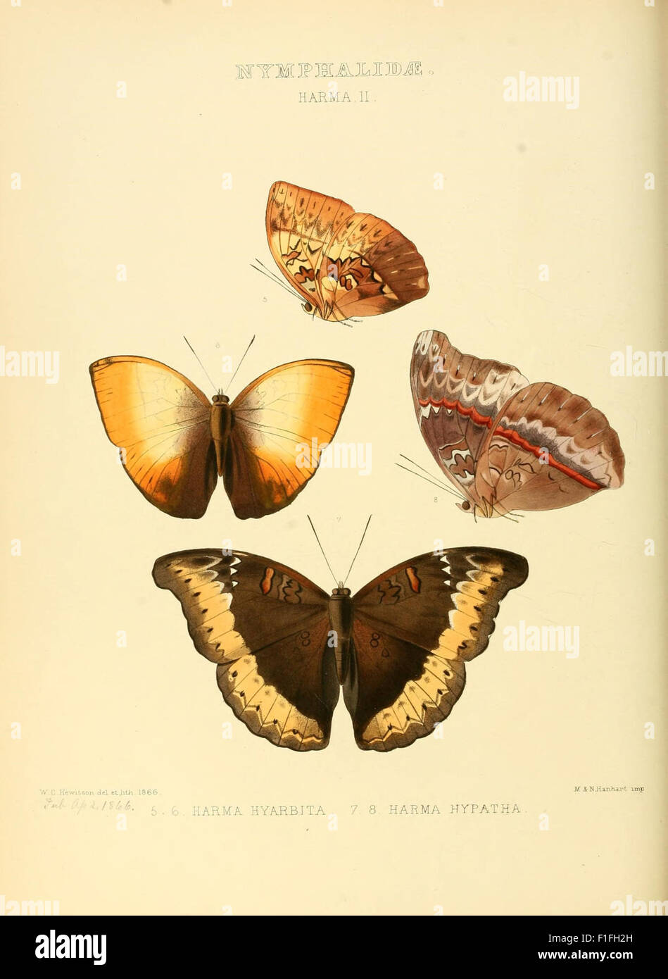 This collection features illustrations of newly discovered species of ...