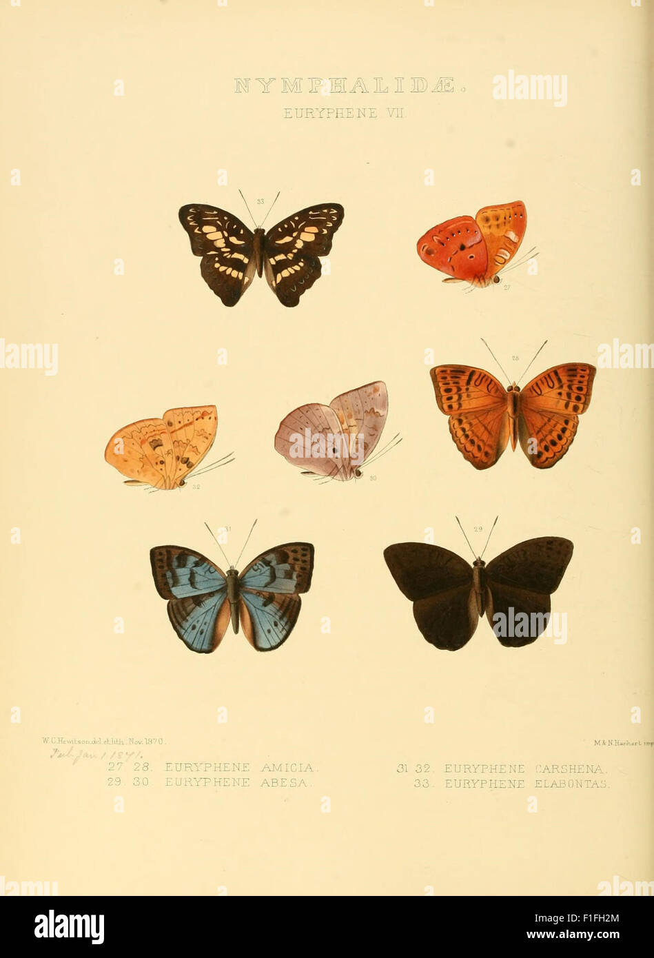 Illustrations of New Species of Exotic Butterflies is a work showcasing ...