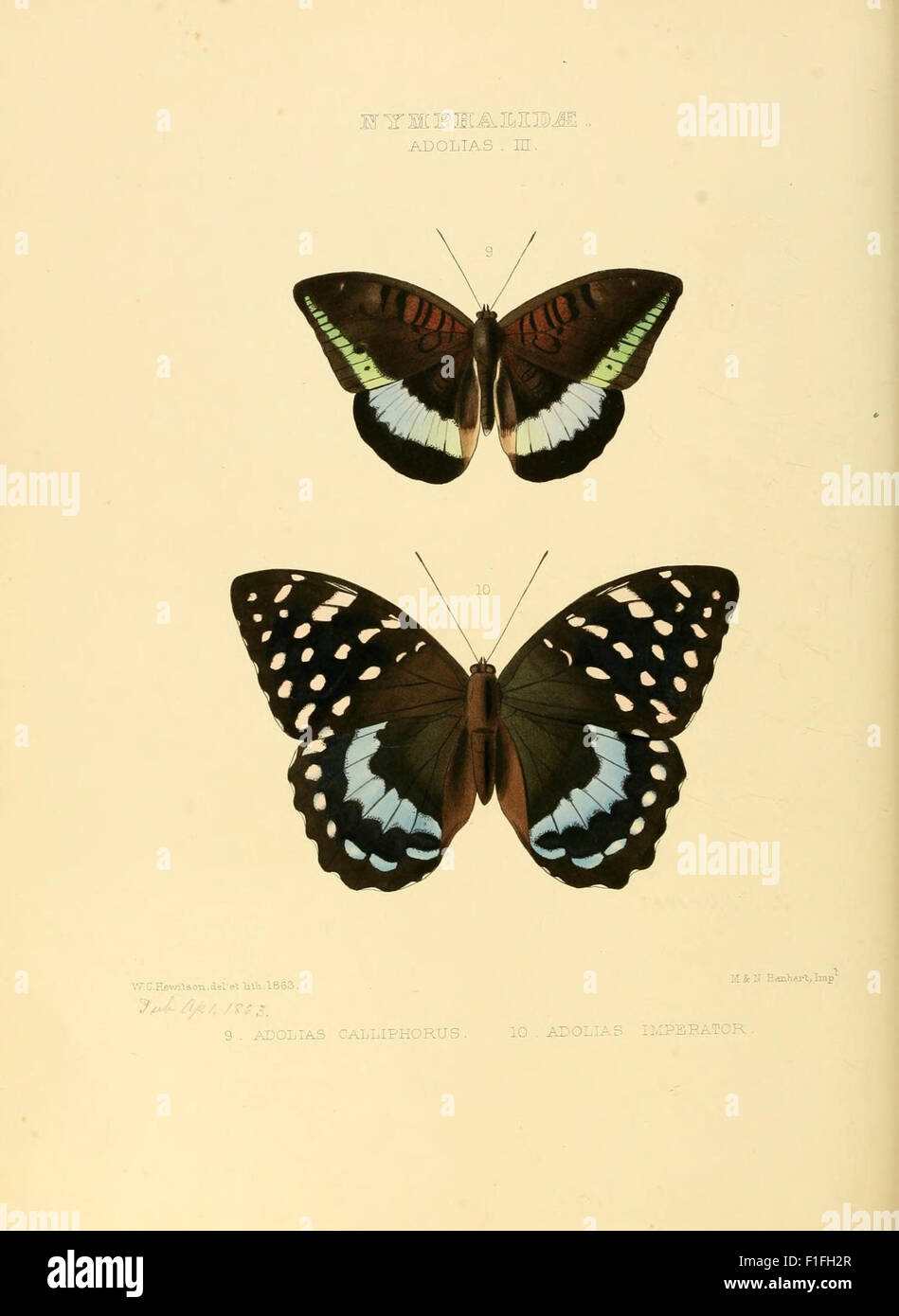 *Illustrations of New Species of Exotic Butterflies* presents detailed ...