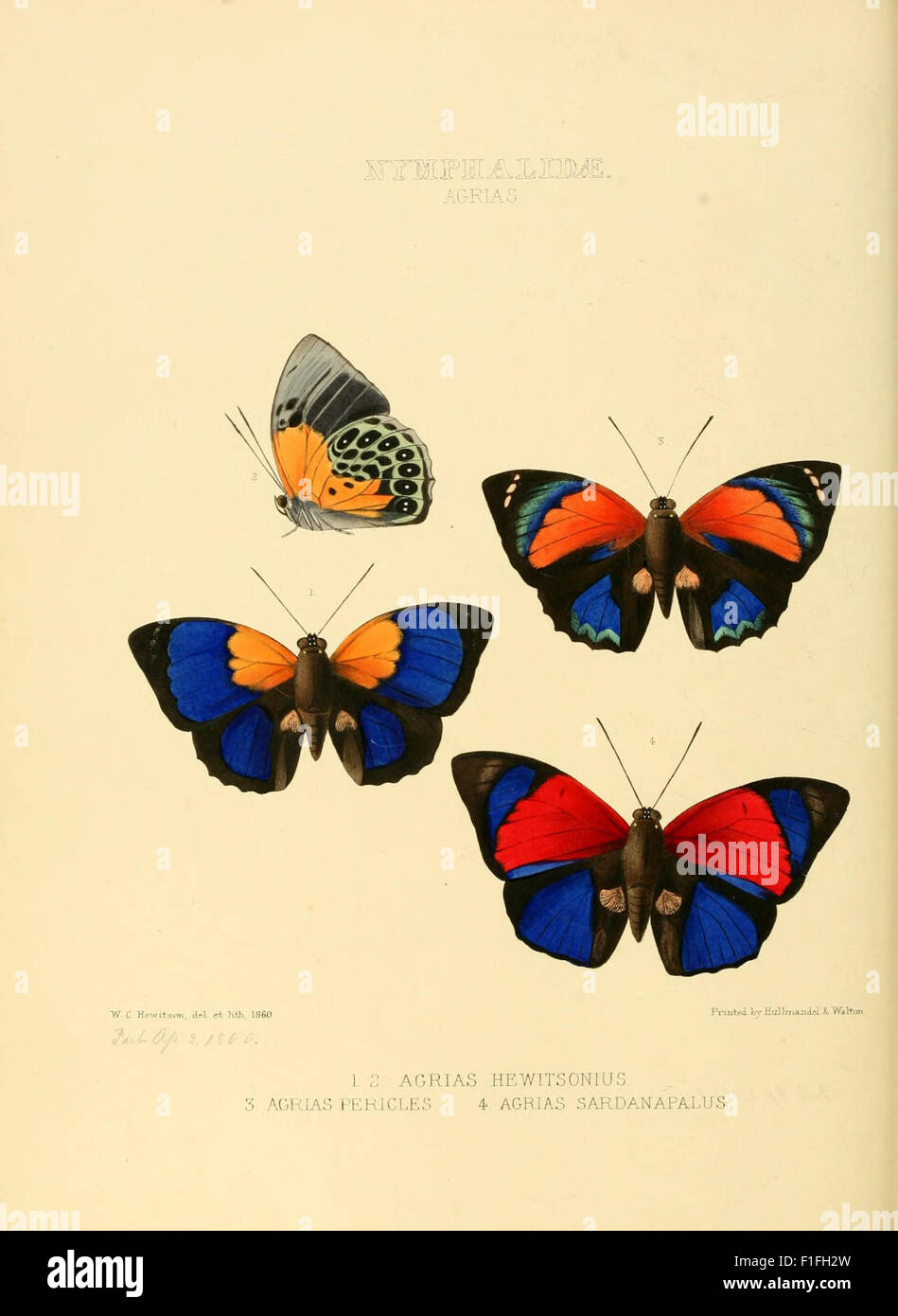'Illustrations of New Species of Exotic Butterflies' showcases newly ...