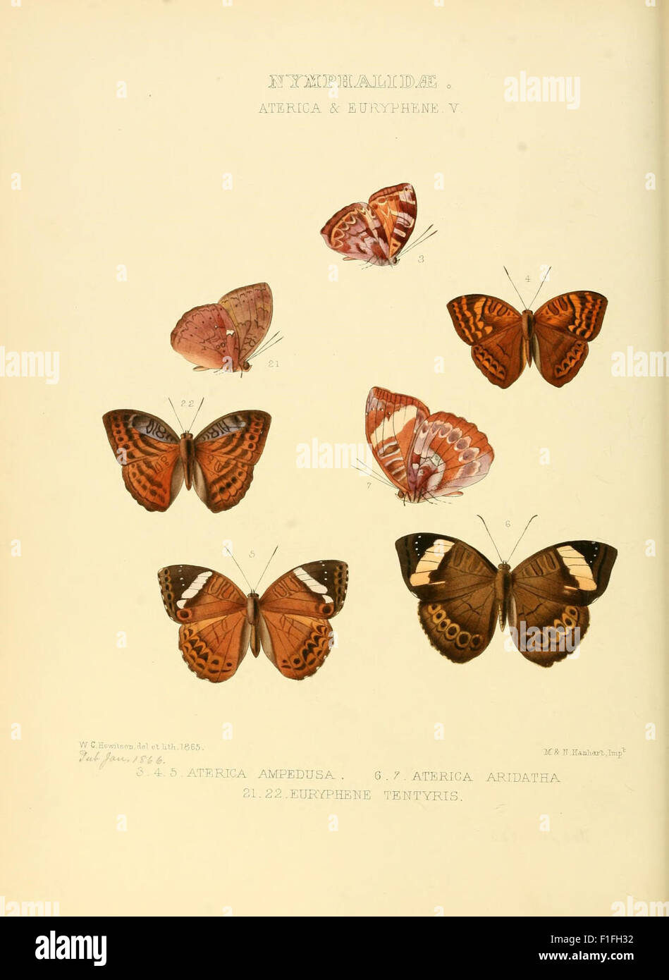 This work features illustrations of newly identified exotic butterfly ...