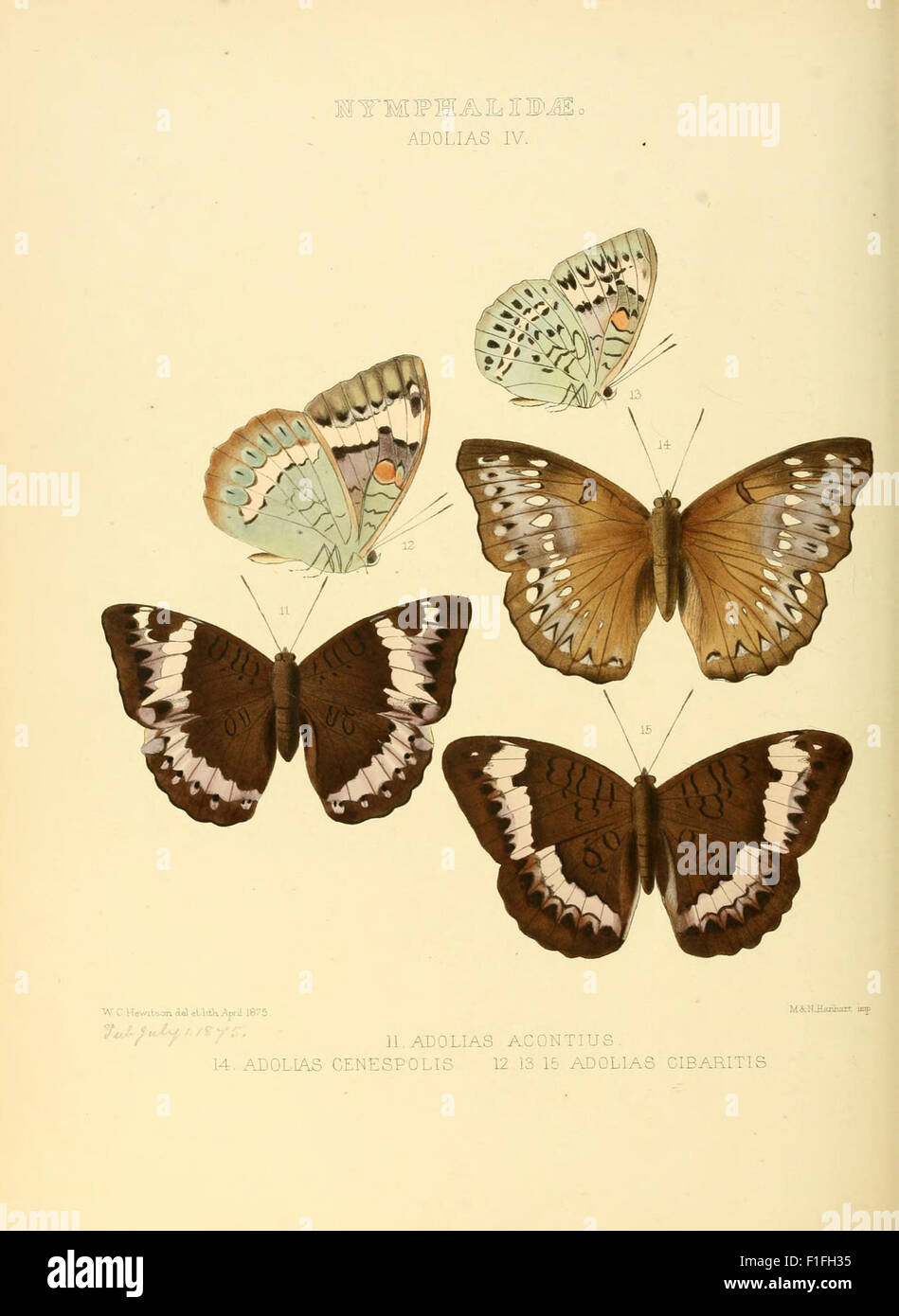 This work presents illustrations of newly discovered exotic butterfly ...